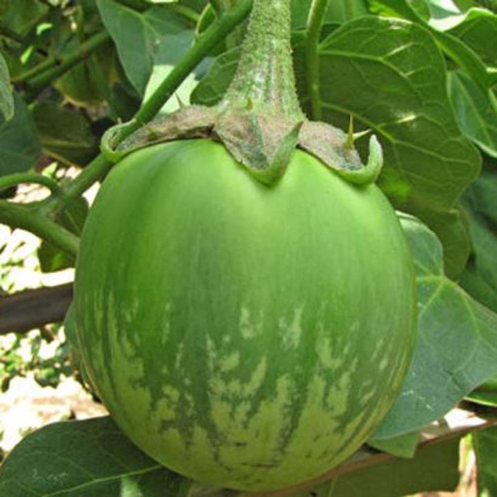 HYBRID BRINJAL ,TAL BEGUN /তাল বেগুন (বারোমাসী ) 15+ pcs seed | Daraz ...