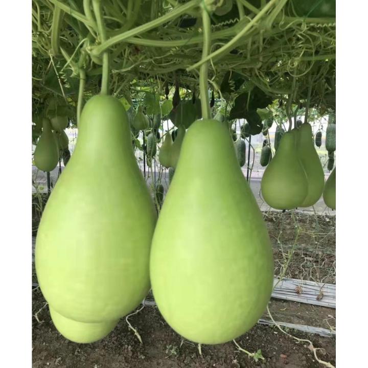 Hybrid F1 Round Bottle Gourd(DugDugi) 5 Seeds | Daraz.com.bd