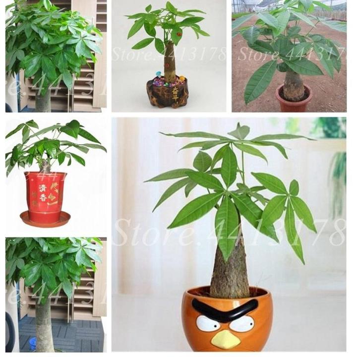 Dieffen bachia bonsai Home Money Tree plant Rare Indoor Bonsai Plantas ...