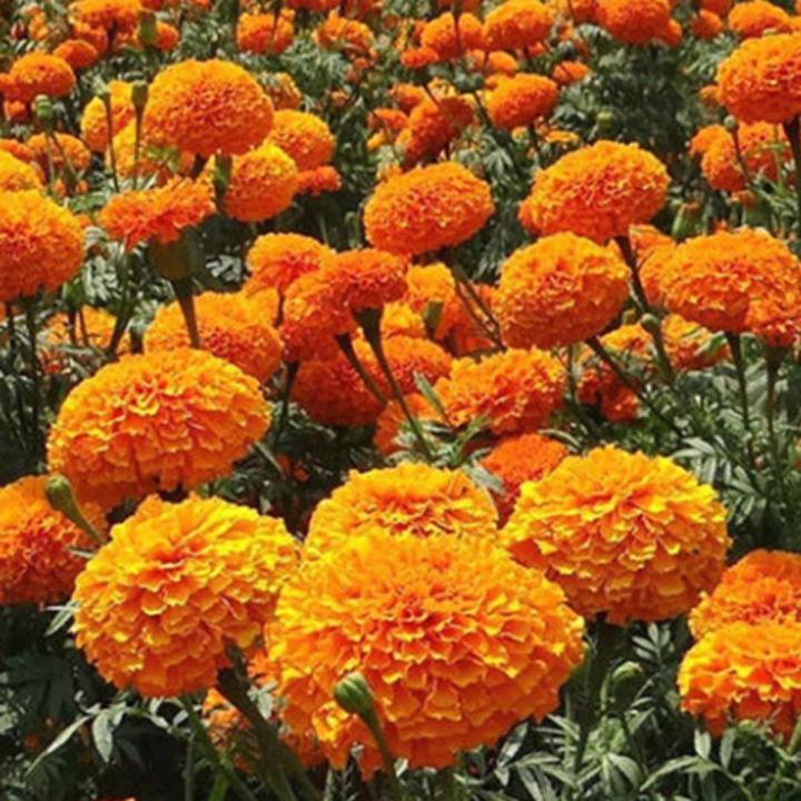 Mergold Flower Bonsai Seed -30 Piece (Thoca Pile) Global Seeds | Daraz ...