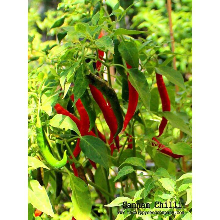 Hybride Baromasi Chili Seed / Seed -30 pieces | Daraz.com.bd