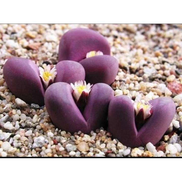 Colorful Lithops Seeds for Plants, Pseudotruncatella ( D-24 ) - 10 pcs ...