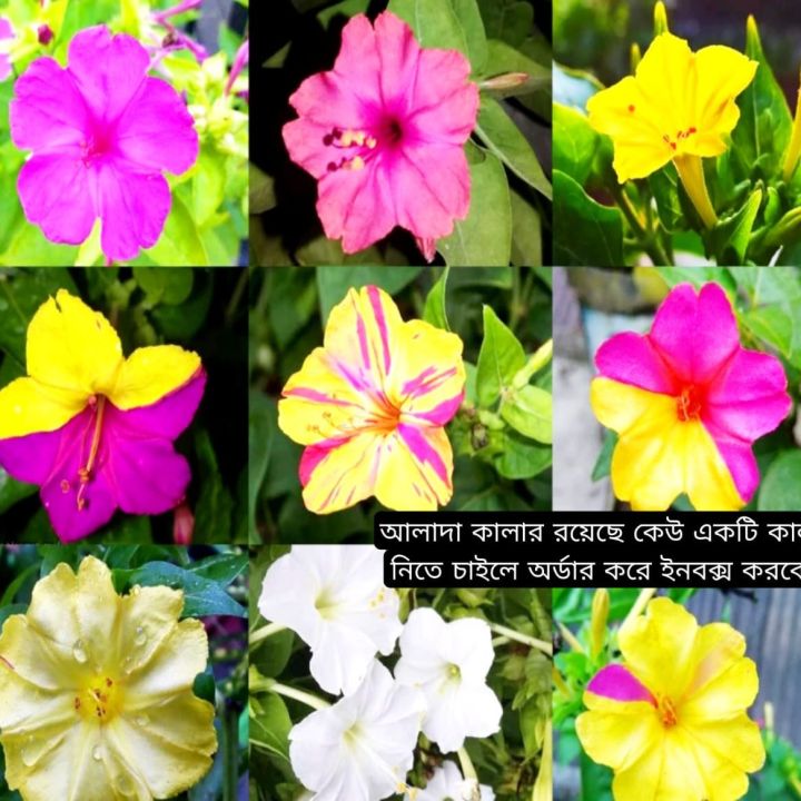 সন্ধ্যামালতি ফুল - ৫ টি বীজ - মিক্স কালার/Sondhamaloti Flower 5 seeds ...