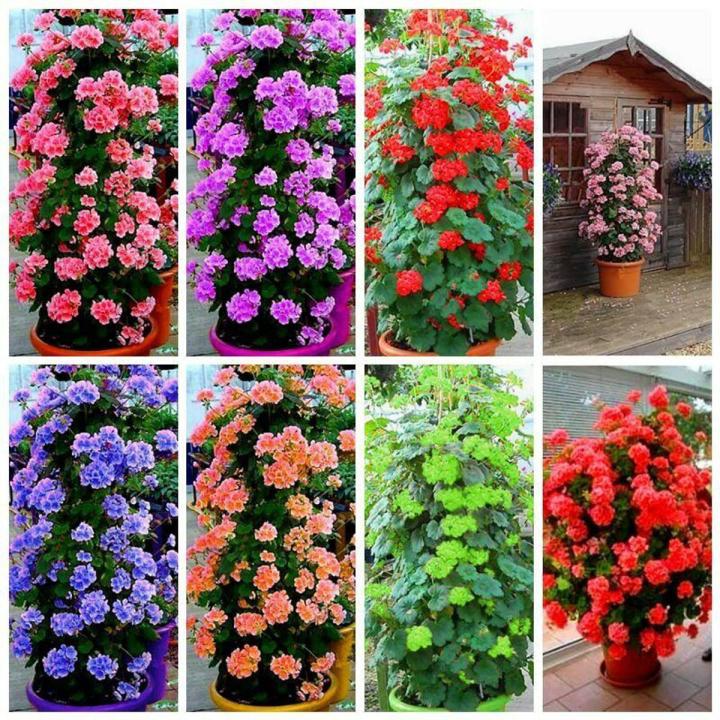 25 Pcs Climbing Geranium Peltatum Flower Seeds - 25 Pcs SeedS (Imported ...