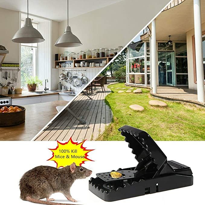 Mouse traps outside house store