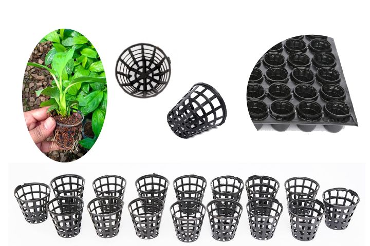 Germination cup-Hydroponic cup 50 pcs | Daraz.com.bd