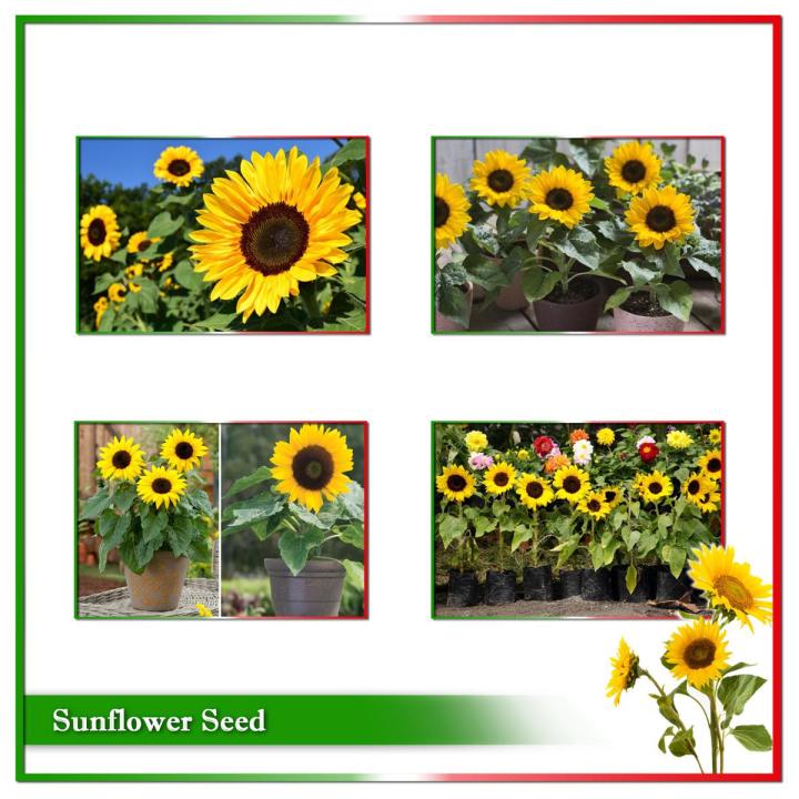 Hybrid (F1) Sunflower Seed - 50 seeds | Daraz.com.bd