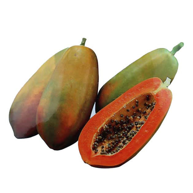 True Japanese Papaya Tree Organic Carica Papaya Bonsai for Garden ...