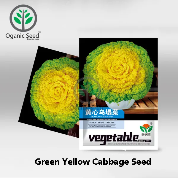 Green Yellow Cabbage Seed intact packet 1000+ seed Imported Hybrid Seed ...