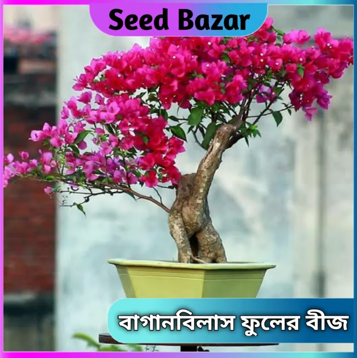 Bagan Bilas flower Hybrid seeds 3 pice + gift | Daraz.com.bd