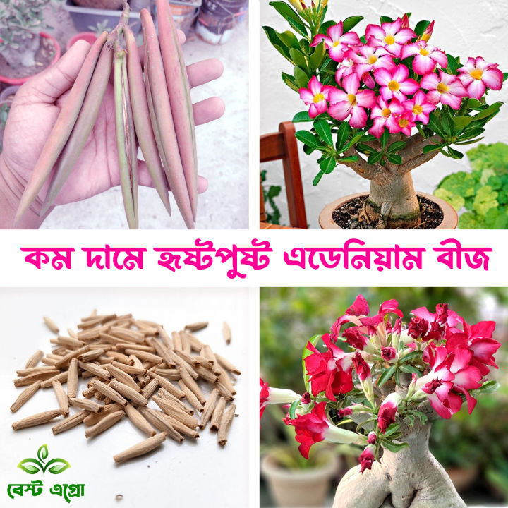 Nifty Niche - Global Adenium seeds 15 Pcs obesum bonsai pink color ...
