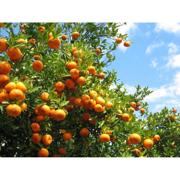 Malta Fruit Tree SeedS- 10 Pcs SeedS | Daraz.com.bd