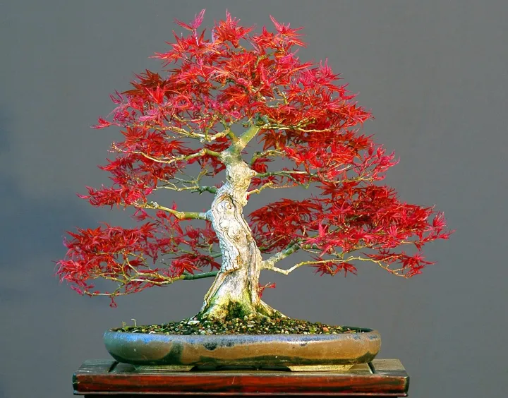 Japanese Bonsai Mini Red Maple Tree -15 Pcs Seeds | Daraz.com.bd