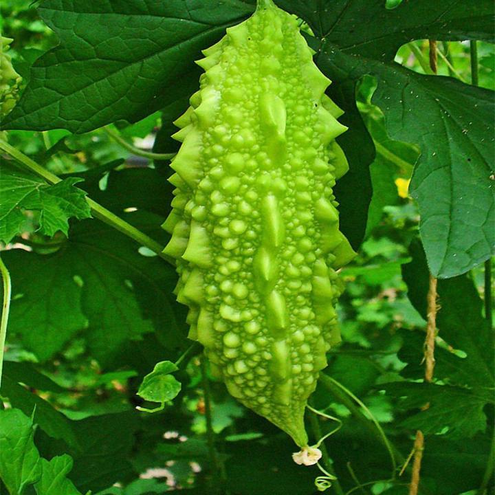 Balsom Pear Seeds bangladeshi (করলা বীজ) - 10 pieces intact packet ...