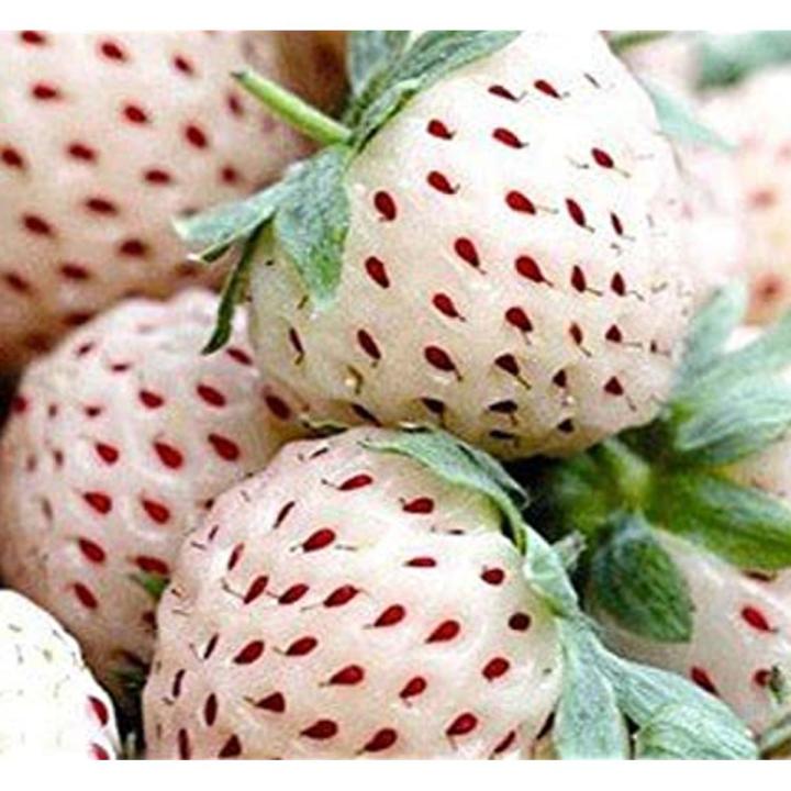 Strawberry Seed - 50pcs | Daraz.com.bd