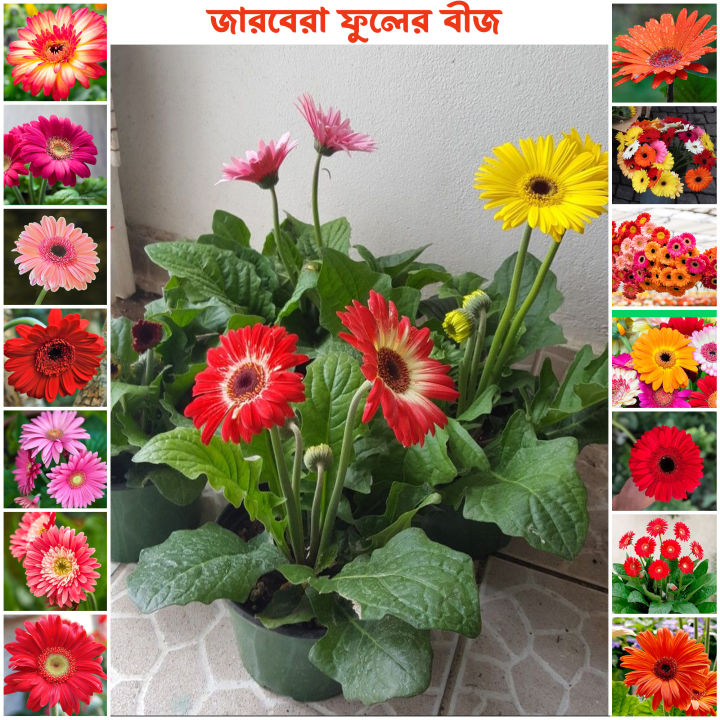Zarbera flower seed 5 pice + gift | Daraz.com.bd
