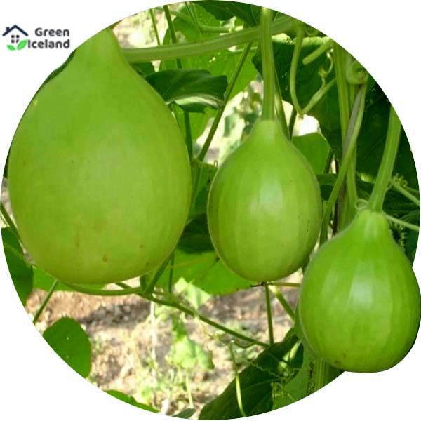 Hybrid F1 Round Gourd / Lau Seeds - 10 Pcs Seeds | Daraz.com.bd