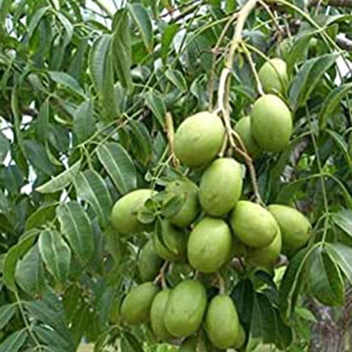 British Mango Seed -50 pcs | Daraz.com.bd