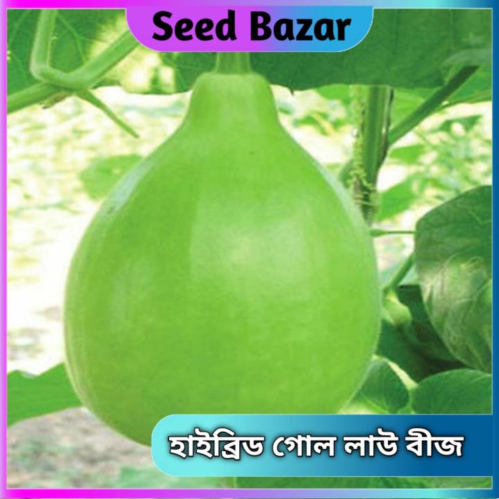 Round gourd seeds 5 pice | Daraz.com.bd