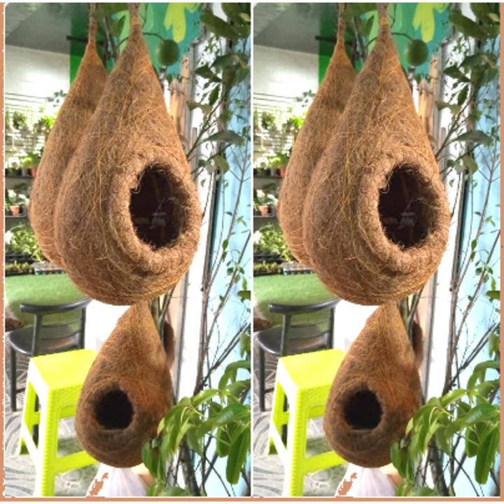 Bird Nest-Babui Pakhir Basa 1 Pcs | Daraz.com.bd
