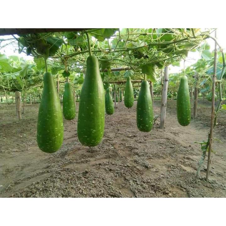Hybrid Bottle Gourd Seeds - 12 pcs | Daraz.com.bd