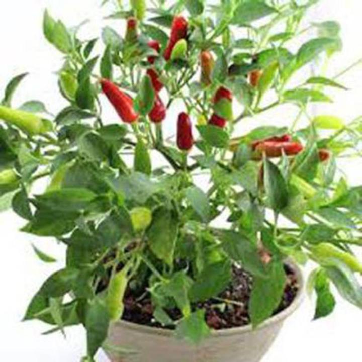 Indian Bullet Chili Hybrid Seeds For Tob/Terrace - 30pcs (ইন্ডিয়ান ...
