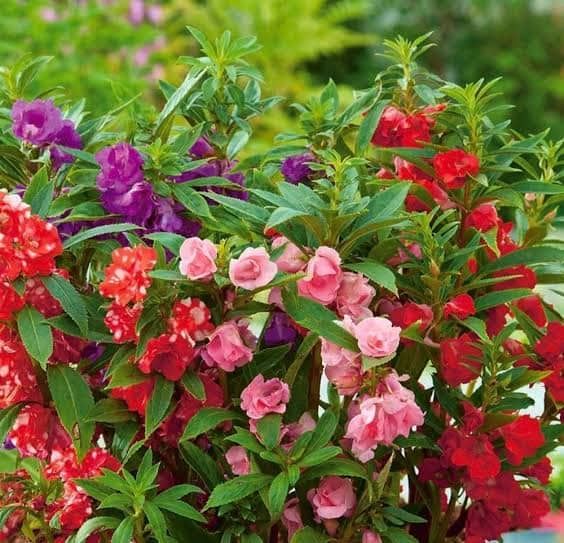 Multicolor Dopati Flowers China Seeds 25 Pice | Daraz.com.bd