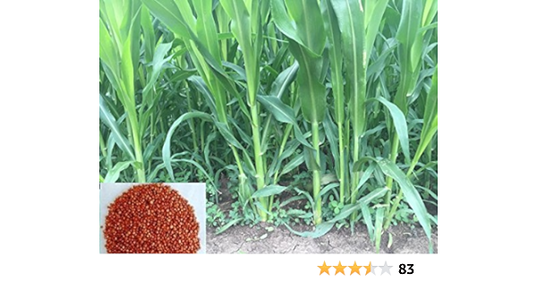 SWEET SUDAN GRASS SEEDS, HYBRID- 500 Gram | Daraz.com.bd