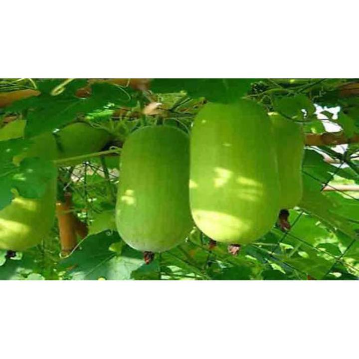 Wax Gourd Seeds 20 pcs Intact Packet | Daraz.com.bd