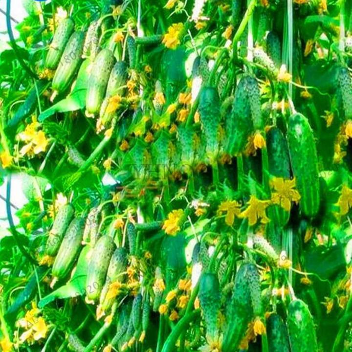 cucumber Bonsai,Miniature cucumber,Organic fruit vegetable Plantas ...