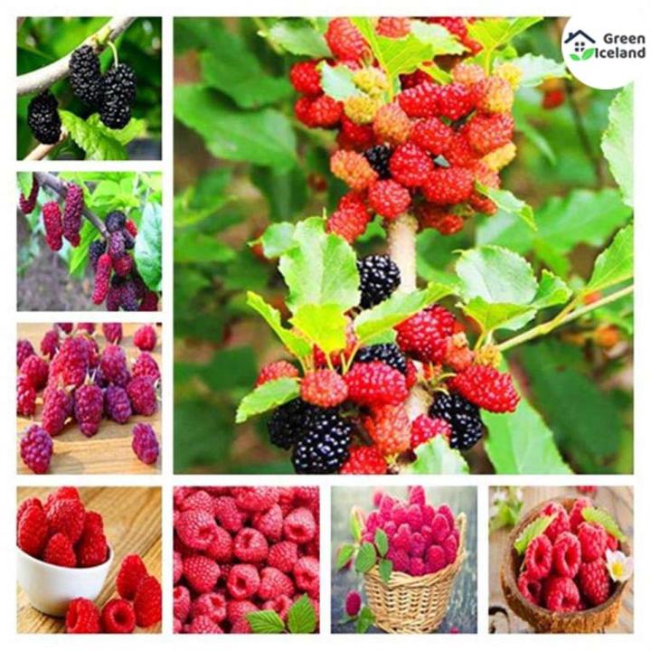 Giant Red Raspberry Fruit Tree Seeds - 100 Pcs Seeds | Daraz.com.bd