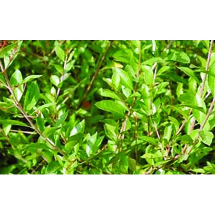 The seeds of mehndi tree (mehndi seeds) 25 pes | Daraz.com.bd