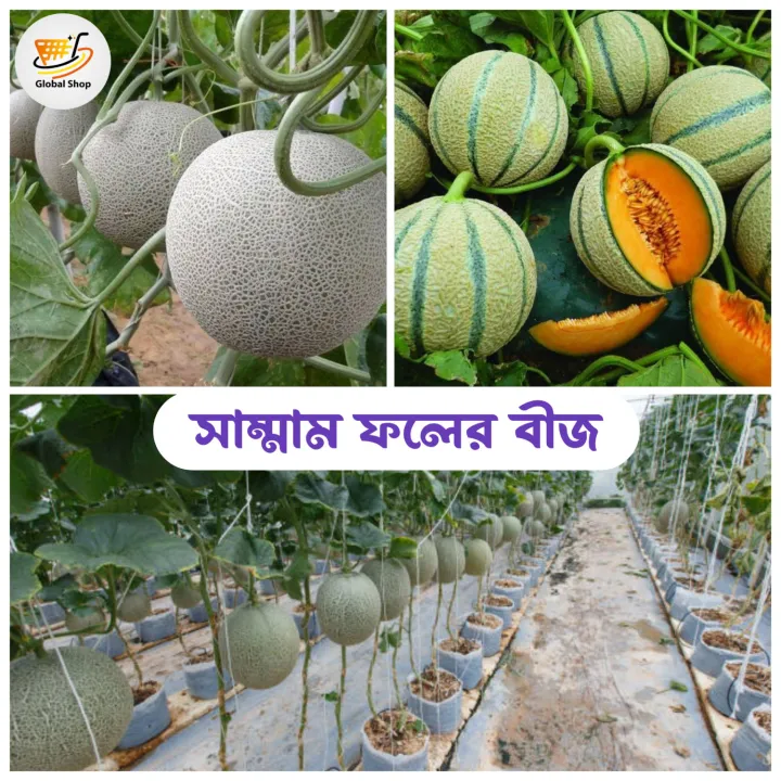 Rockmelon Fruits Seeds 7 Pices + Gift (All Season Fruits Seeds) | Daraz ...