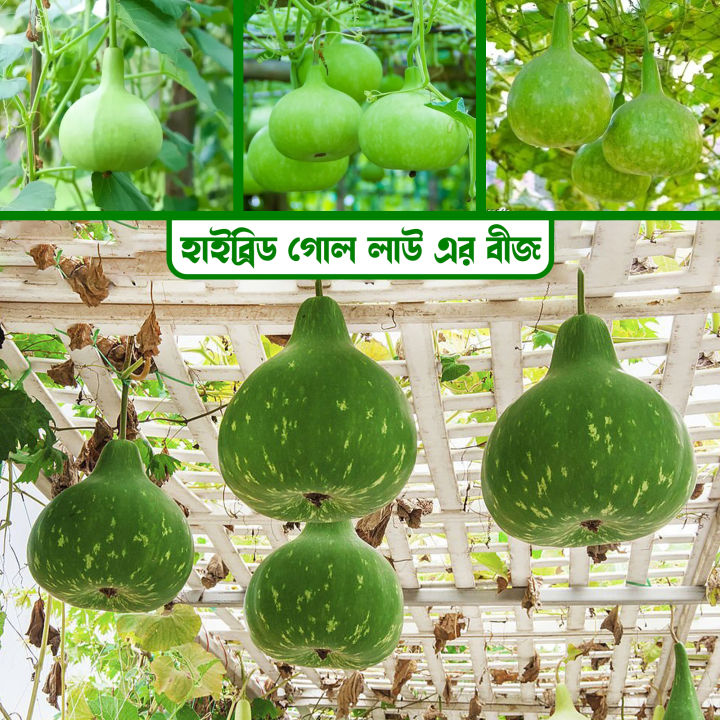 Hybrid round gourd seed 20 pice + gift | Daraz.com.bd