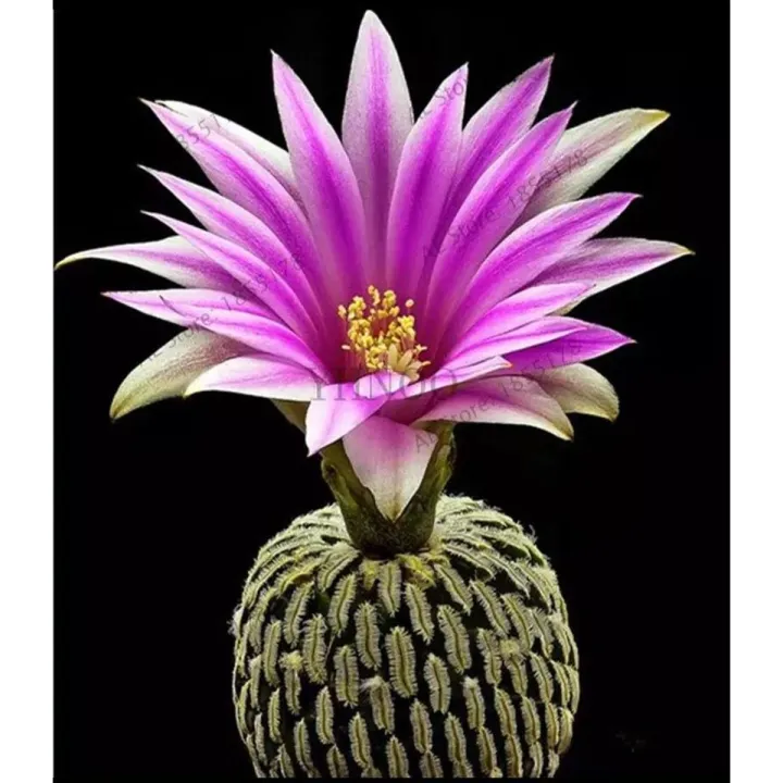 Colorful Lithops Seeds for Plants - 10 pcs | Daraz.com.bd