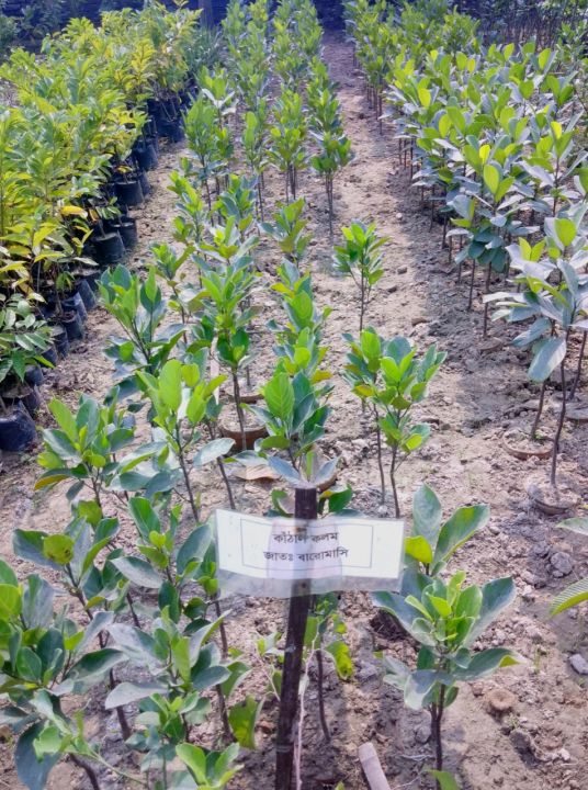 (Baro mashi kathal gach) - All Season Jackfruit Tree Shah Agro Farm ...