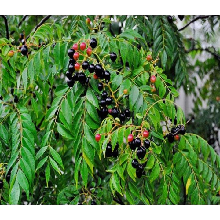 Curry Leaf Powder, Karipata powder - 100 gram | Daraz.com.bd