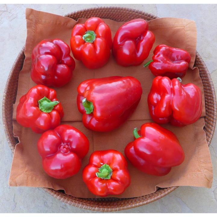 Capsicum Seeds for Plants ( Red/Yellow/ ) Combo Pack - 15 Pcs+15 Pcs ...