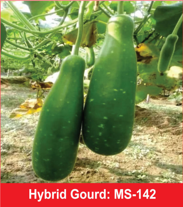 HYBRID BOTTLE GOURD SEEDS - 20 SEED | Daraz.com.bd