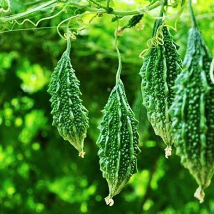 Mini Bitter Gourd |Small Korola 10 Seeds | Daraz.com.bd