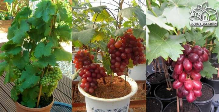 Chinese Grape Seeds For Plants Garden-20Pcs seeds | Daraz.com.bd