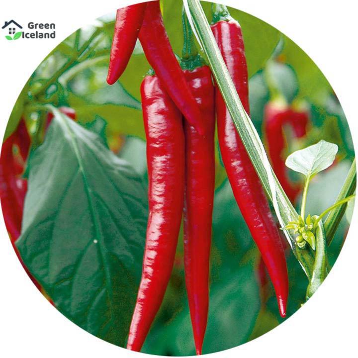 20 Pcs Organic Long Spicy Red Chili Seeds (??? ???? ???) | Daraz.com.bd