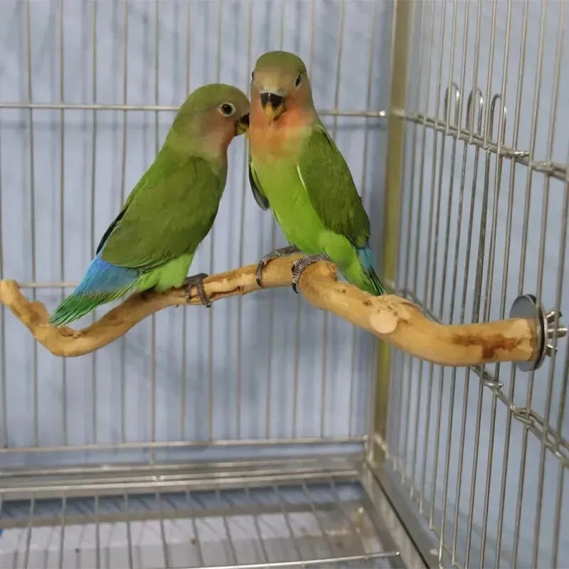 Parrot Perches For Sale Kathson Bird Perch Parrot Stand Cage ...
