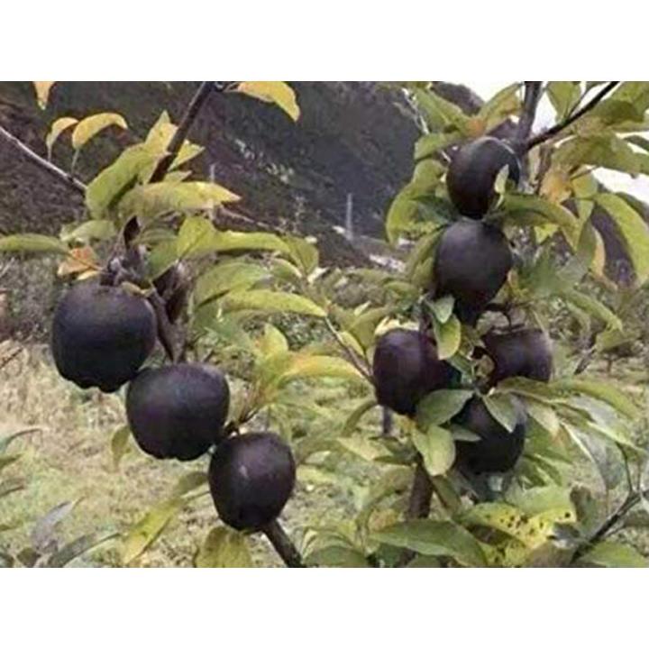 Black diamond apple tree Seeds- 20Pcs | Daraz.com.bd