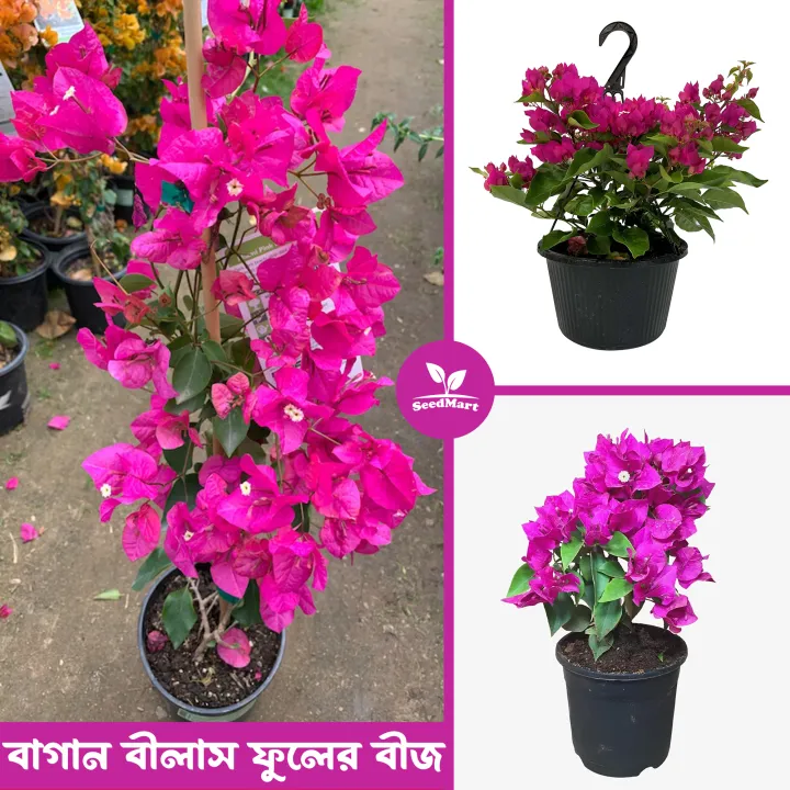 10 pice bagan bilas flower seeds | Daraz.com.bd