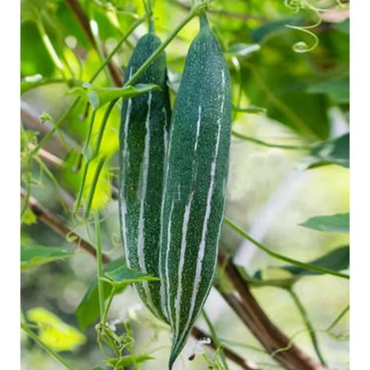 Snake Gourd Seeds- 30+ Pieces | Daraz.com.bd