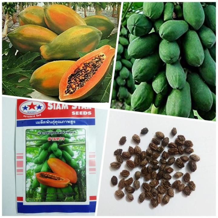 THAI HYBRID RED PAPAYA SEEDS, THAI INTAKE PACKET - ABOVE 60 SEEDS ...
