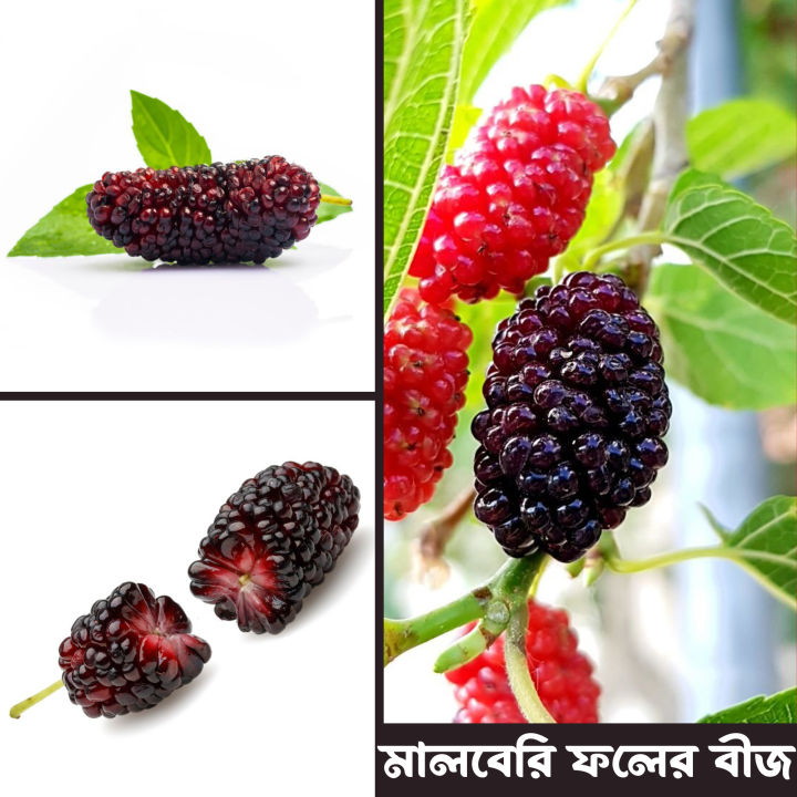 Malberry Fruits Hybrid Seeds 20 Pice + Gift | Daraz.com.bd