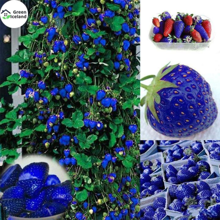 Global Blue Strawberry Seeds(??? ????????? ???) - 30 Pcs Seeds | Daraz ...