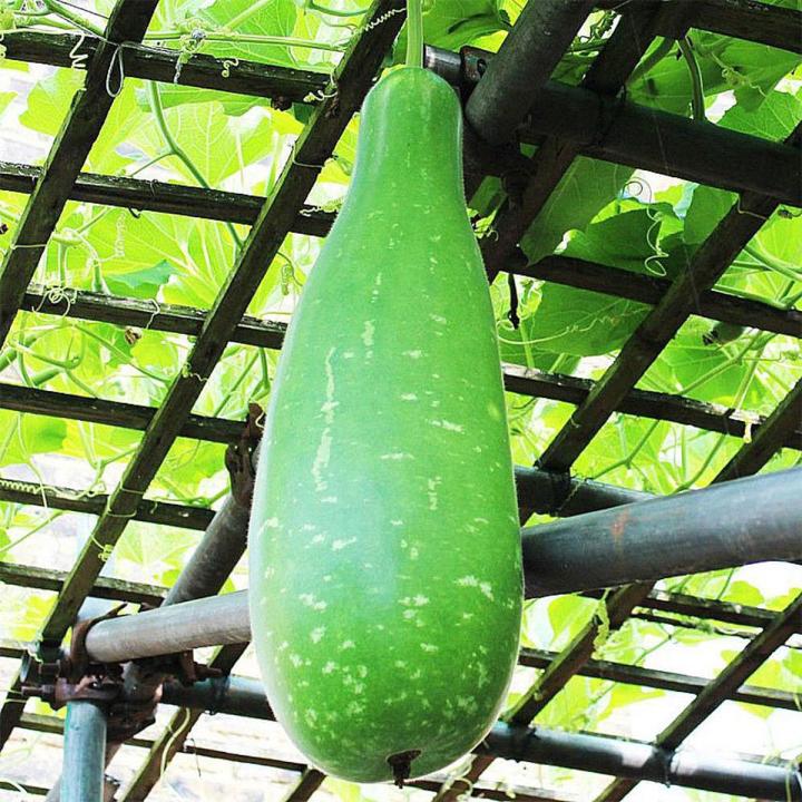 F11 Hybrid Long Gourd / Lau Seeds - 10 Pcs Seeds | Daraz.com.bd